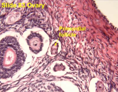 Primordial Follicle Histology Histology Of Reproductive Organs 5598